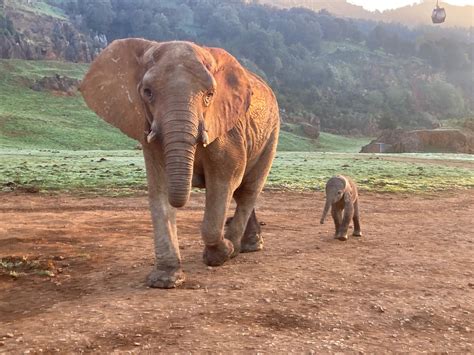 Parque de la Naturaleza de Cabárceno da la bienvenida al vigesimo