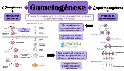 Mapa mental Gametogênese Escola Educação