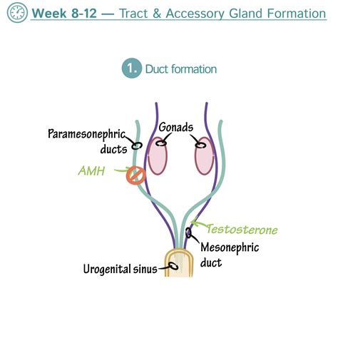 Embryology Glossary Testes And Supportive Tract Development Ditki