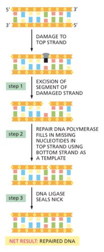 DNA Repair Flashcards Quizlet