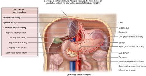 Anatomy Chapter 23 Vessels And Circulation Gastrointestinal Tract And