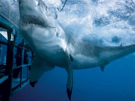 Fond d écran mer eau poisson sous marin attaque Grand requin