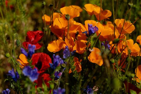 Cheap No Grass Backyard Ideas Mymove