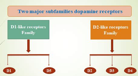 Dopamine Receptors Are Divided In To Two Major Subfamilies D1 Like And