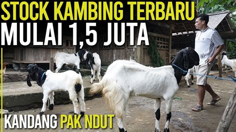 Mulai Juta Update Harga Kambing Pe Kaligesing Di Kandang Pak
