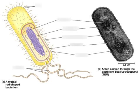 Biol Bacterial Cell Diagram Quizlet