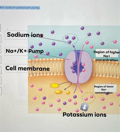 Solved Label The Parts Of The Sodium Potassium Pump Potassium Ions