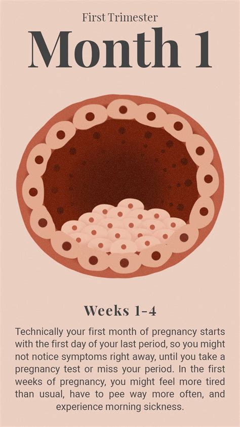 Early Pregnancy Symptoms Timeline