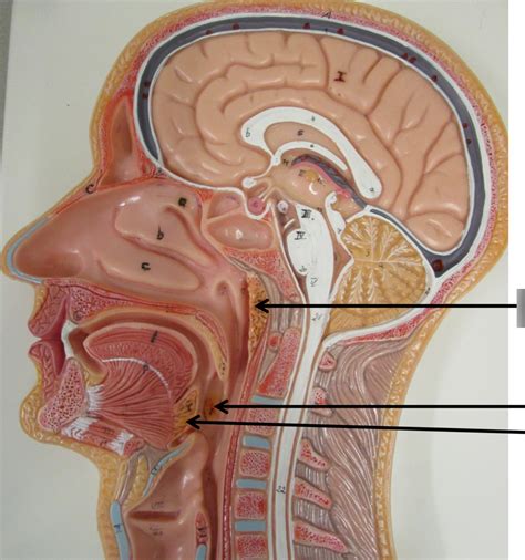 Midsagittal Head Model Diagram Quizlet
