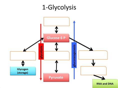 Glycolysis Diagram Quizlet
