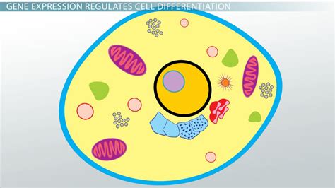 Cell Differentiation Definition Process Examples Video Lesson