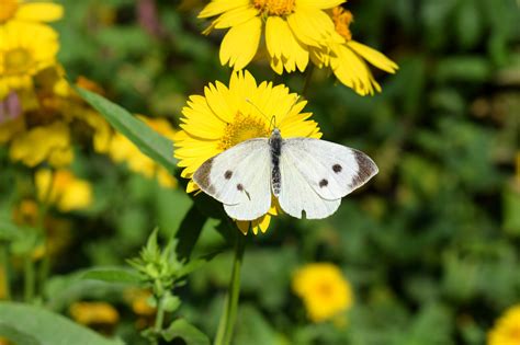 Schmetterling Sitzen Blume Kostenloses Foto Auf Pixabay Pixabay