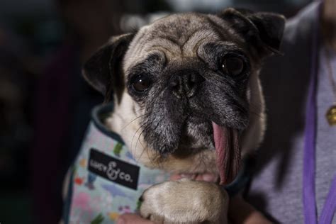 Cãozinho que nasceu patas ao contrário vence concurso de cachorro