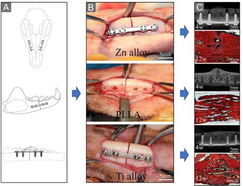 Bilateral Mandibular Fractures Of A Beagle Were Fixed With Plates And