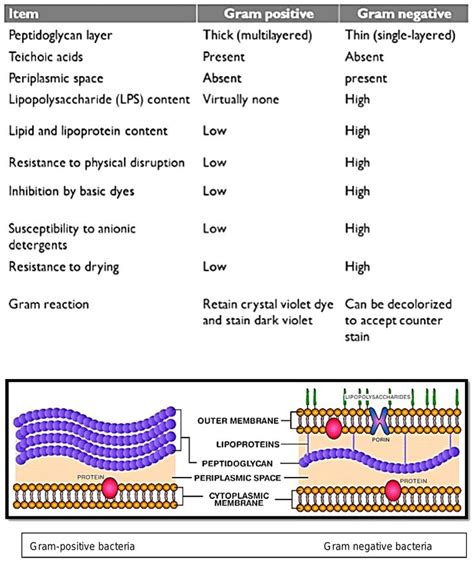 Draw A Label Diagram Of Gram Positive Bacteria And Gram Negative