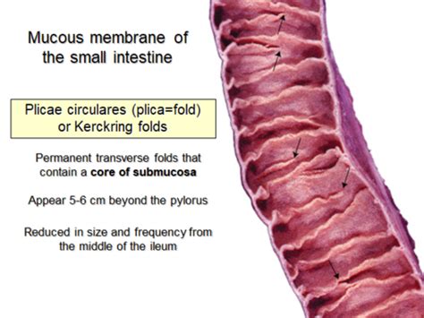 Digestive System Intestines Flashcards Quizlet