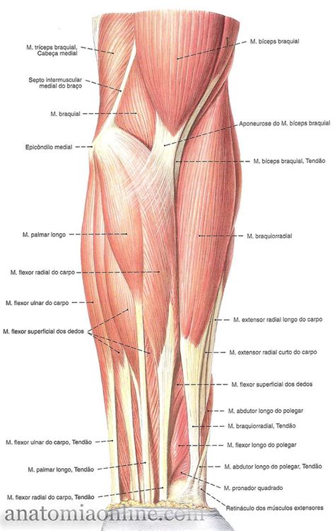 5 9 Superior8 Músculos Anatomia online Músculos do braço