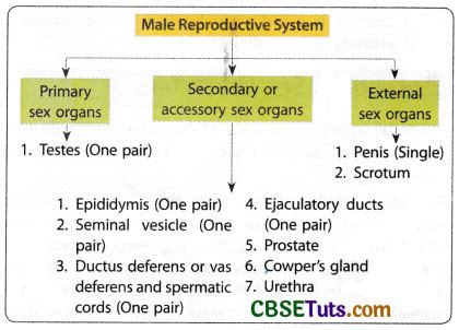 Male Reproductive System Structure Organs And Functions CBSE Tuts