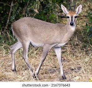 167 Duiker Buck Images Stock Photos Vectors Shutterstock