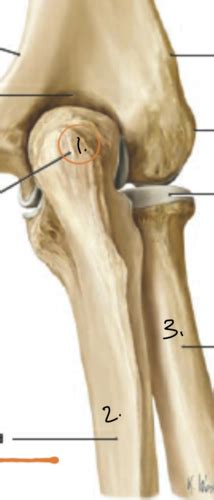 Lecture 4 Functional Anatomy Biomechanics And Osteopathic