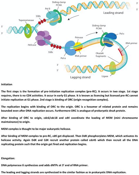Explain DNA Replication Clearly With Diagram