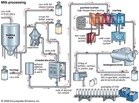 Cow Milk Production Process