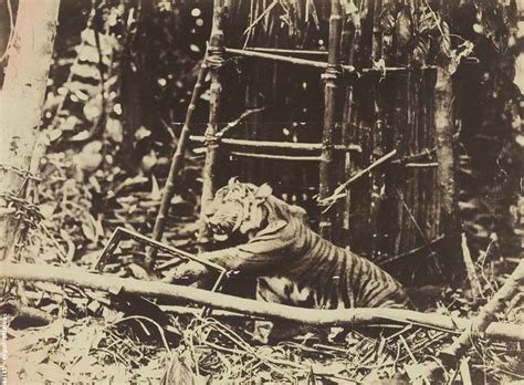 Macan Jawa Taksonomi Morfologi Habitat Sebaran Kepunahan