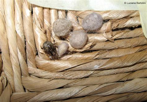 La Protezione Della Prole Nei Ragni La Tutela Dei Cocoon E Delle Uova