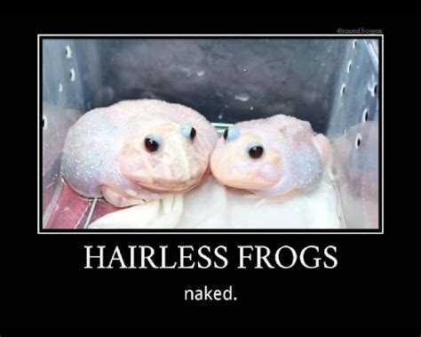 Hairless Frogs Naked Ifunny