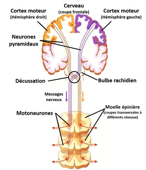 Cerveau Et Mouvements Volontaires Biologie