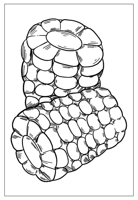 Desenhos De Milho Para Colorir E Imprimir Tudo Para Colorir