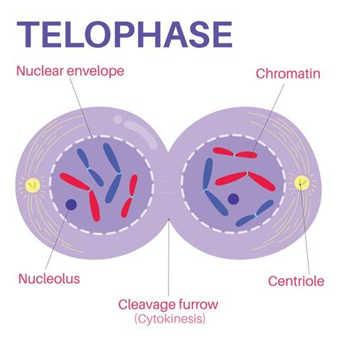 Telophase Is The Final Phase Of Mitosis Vector Art At Vecteezy