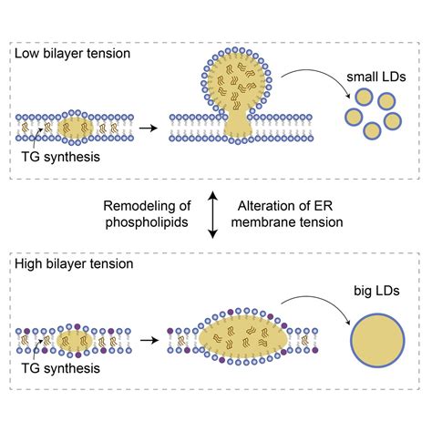 ER Membrane Phospholipids And Surface Tension Control Cellular Lipid