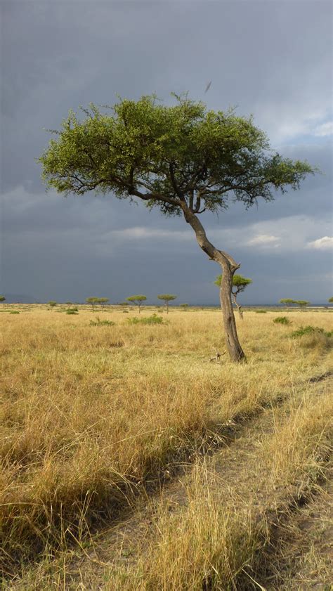 Fotos gratis paisaje árbol naturaleza césped desierto pradera