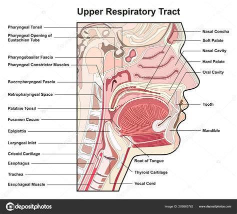 Upper Respiratory Tract Cross Section Infographic Diagram All Parts