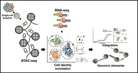 Single Cell Atac Sequencing Analysis From Data Preprocessing To