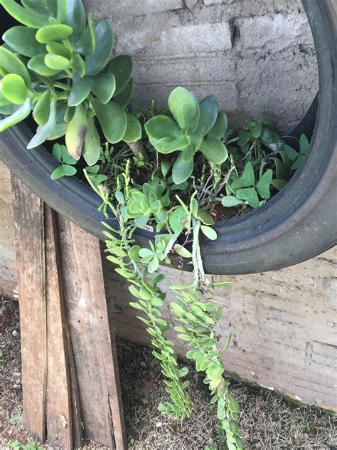 Plants Plant Planets