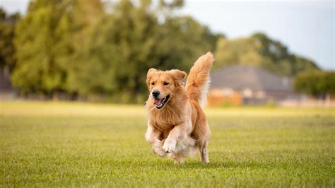 Raças de cachorros mais populares no Brasil
