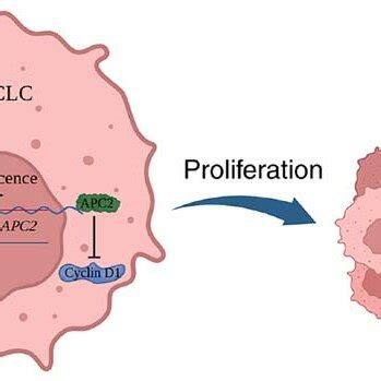Schematic Diagram Showing The Mechanistic Role Of E74 Like ETS