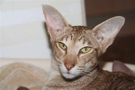 Kat Orientalsk Korthår Komfortabel Gratis foto på Pixabay Pixabay