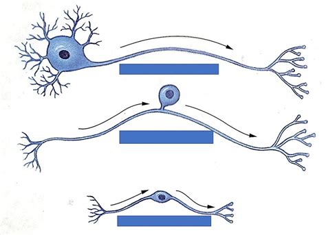 Structure And Functions Of Neuron Assignment Point