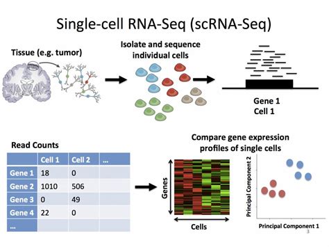 top benefits of using the technique of single cell rna seq rna seq blog