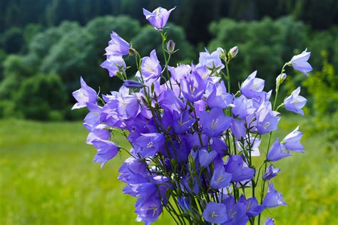 Perennial Bedding Plants For Full Sun Bruin Blog