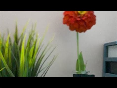 Live Stream Silent Lapagan Dikitan Youtube