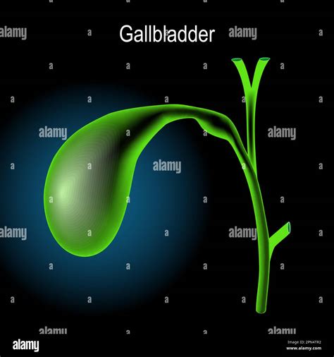 anatomie de la vésicule biliaire Vésicule biliaire verte sur fond