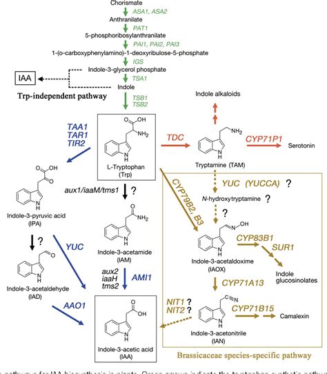 Figure From Tryptophan Is Synthesized In The Chloroplast