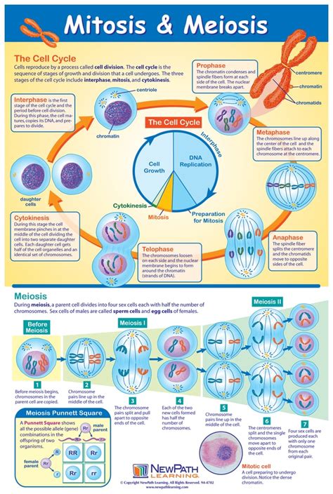Mitosis Vs Meiosis Chart Biology