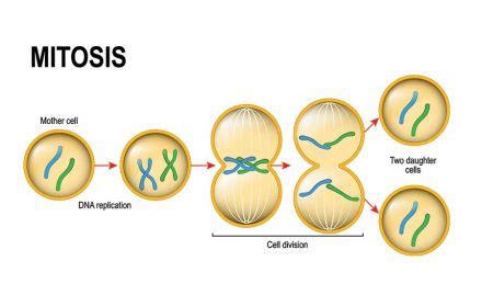 Mitosis Vs Meiosis Stages