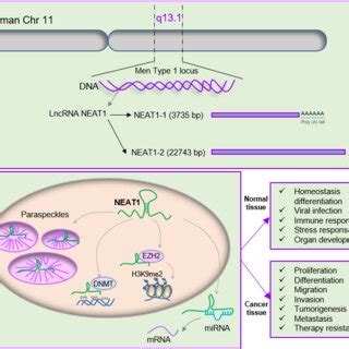 Pdf Emerging Roles Of The Long Non Coding Rna Neat In Gynecologic