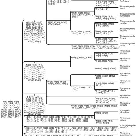 bayesian inference phylogeny based on morphological characters download scientific diagram